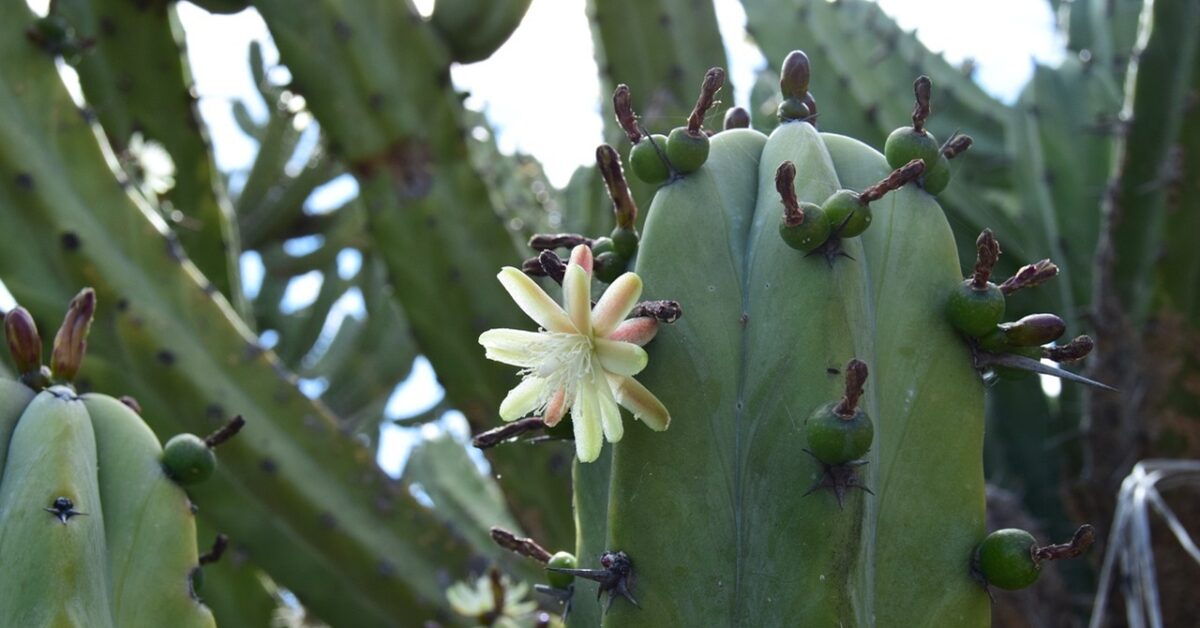 Garambullo, da un cactus del deserto messicano il frutto che non ti aspetti