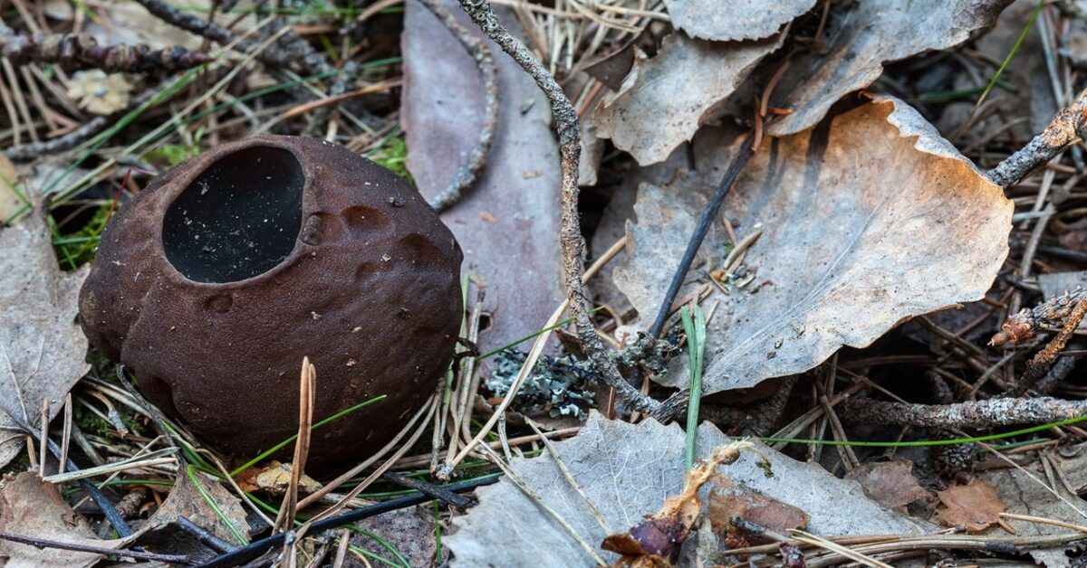 Perché non dovreste raccogliere il Sarcosoma, il fungo bevibile