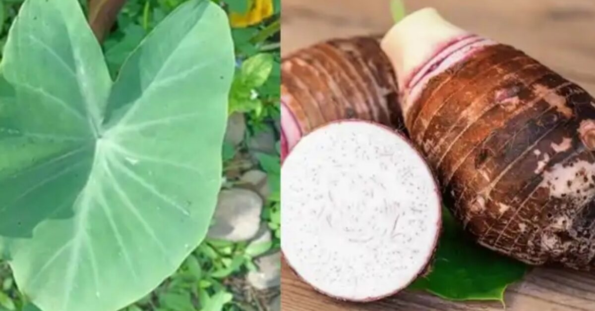 Taro (Colocasia esculenta): vi sveliamo tutto il potere di questa pianta