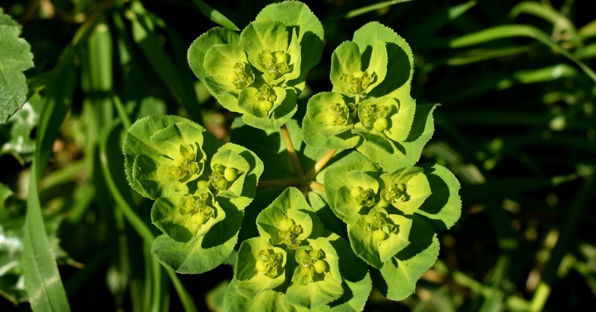 Come raccogliere, preparare e conservare Euphorbia Hirta per usi futuri