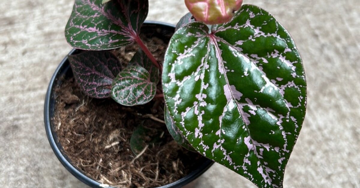 Piper crocatum: la pianta perfetta per dare un tocco di stile al tuo soggiorno