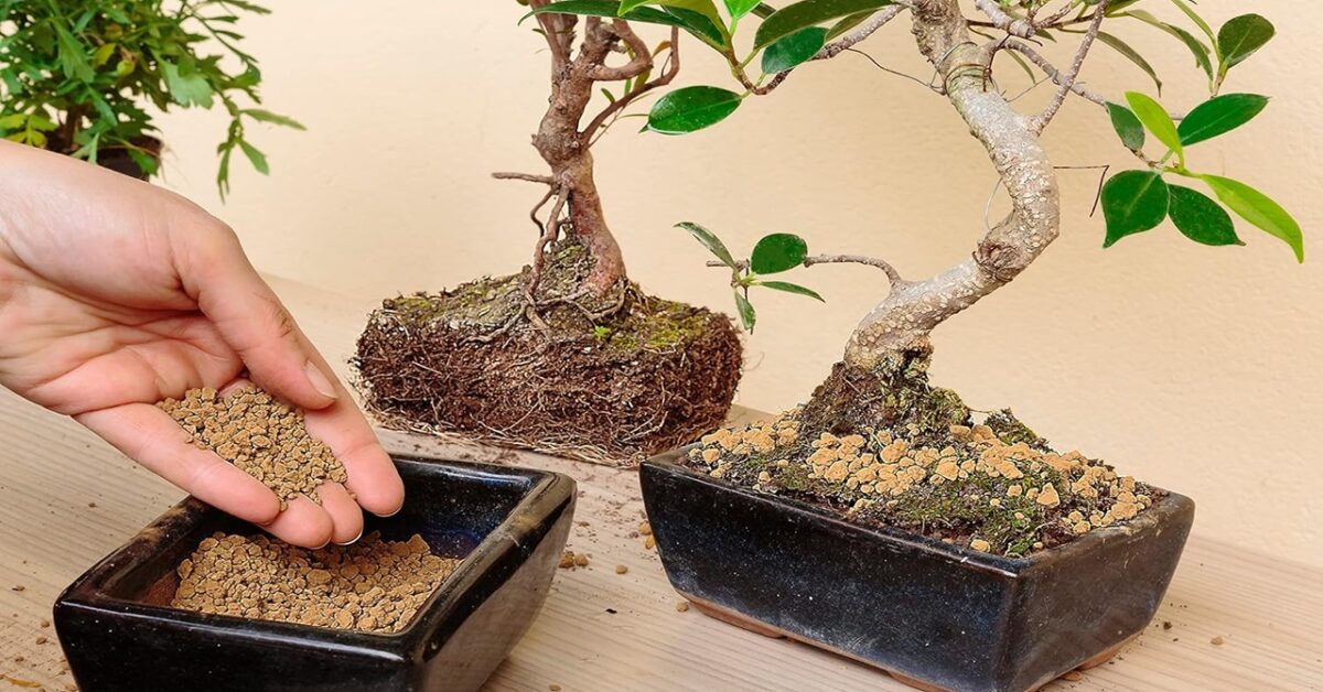 Akadama, se coltivate bonsai è questo il substrato da usare