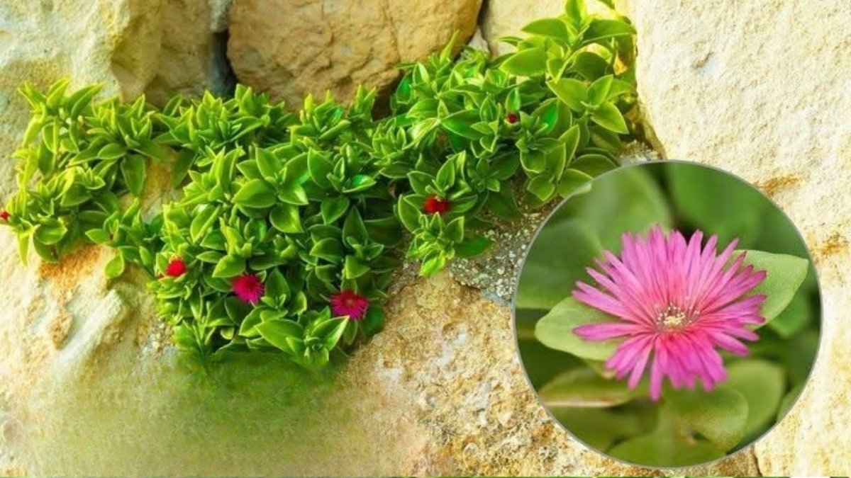 Aptenia cordifolia: la pianta "amica dell'ambiente" perfetta per giardini e balconi