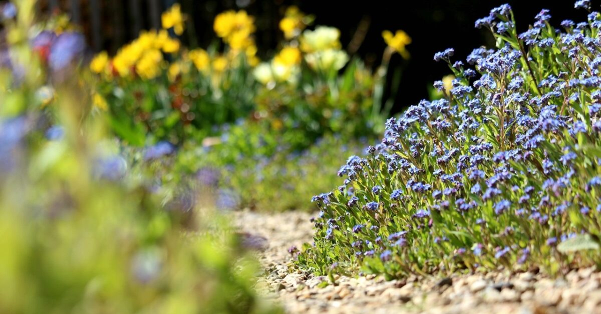Matrix planting, scopri la nuova tendenza 2025 per le bordure da giardino