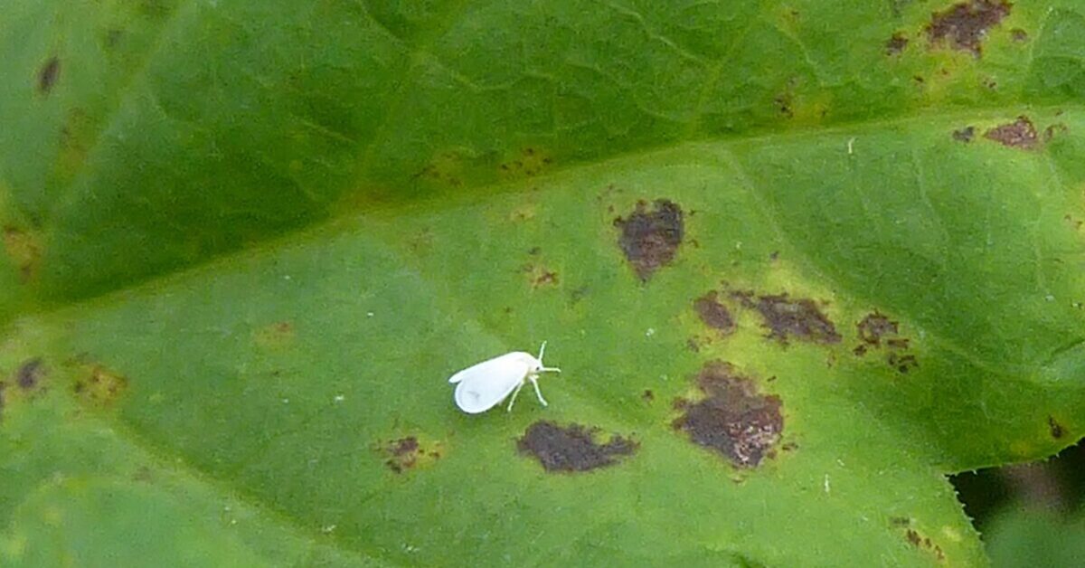 Mosca bianca: come riconoscere questo dannoso parassita delle piante
