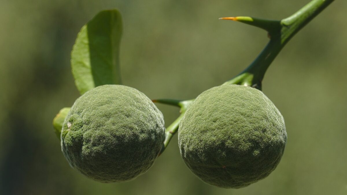 Yuzu, l'agrume giapponese che sembra un limone, ma non lo è