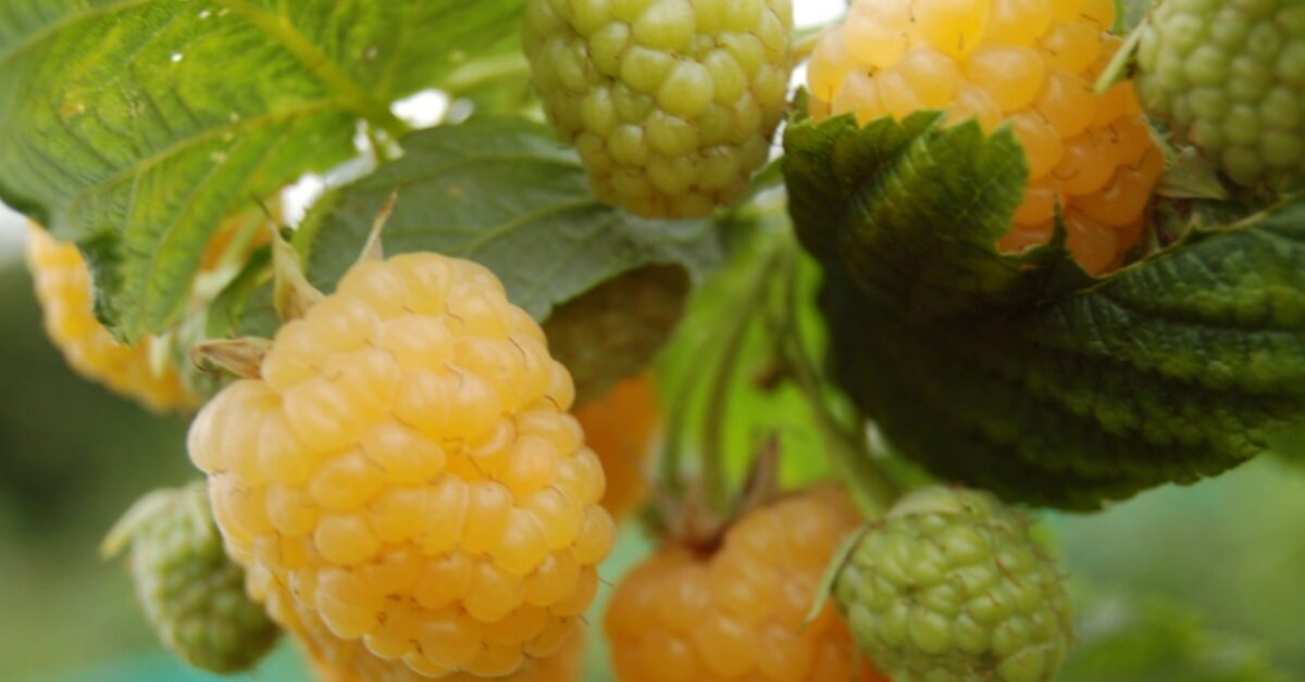 Il lampone dorato: una pianta affascinante ma piuttosto invasiva