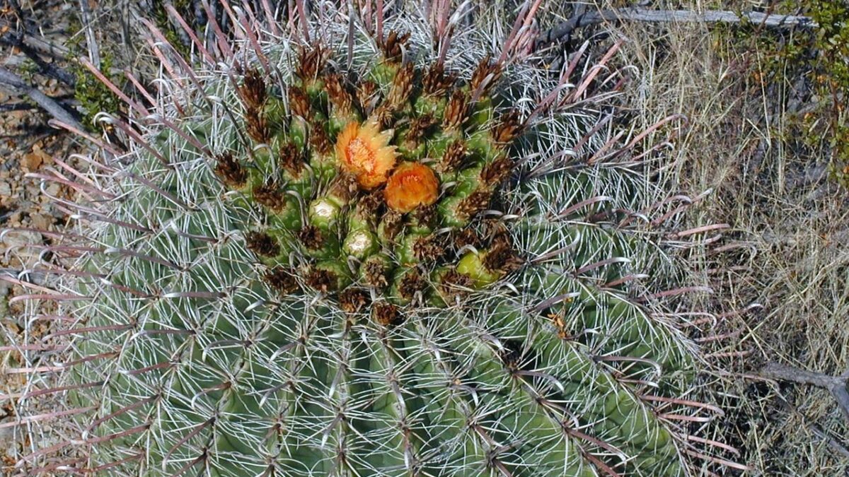 Giunchiglia: simbologia e caratteristiche di questo narciso particolare