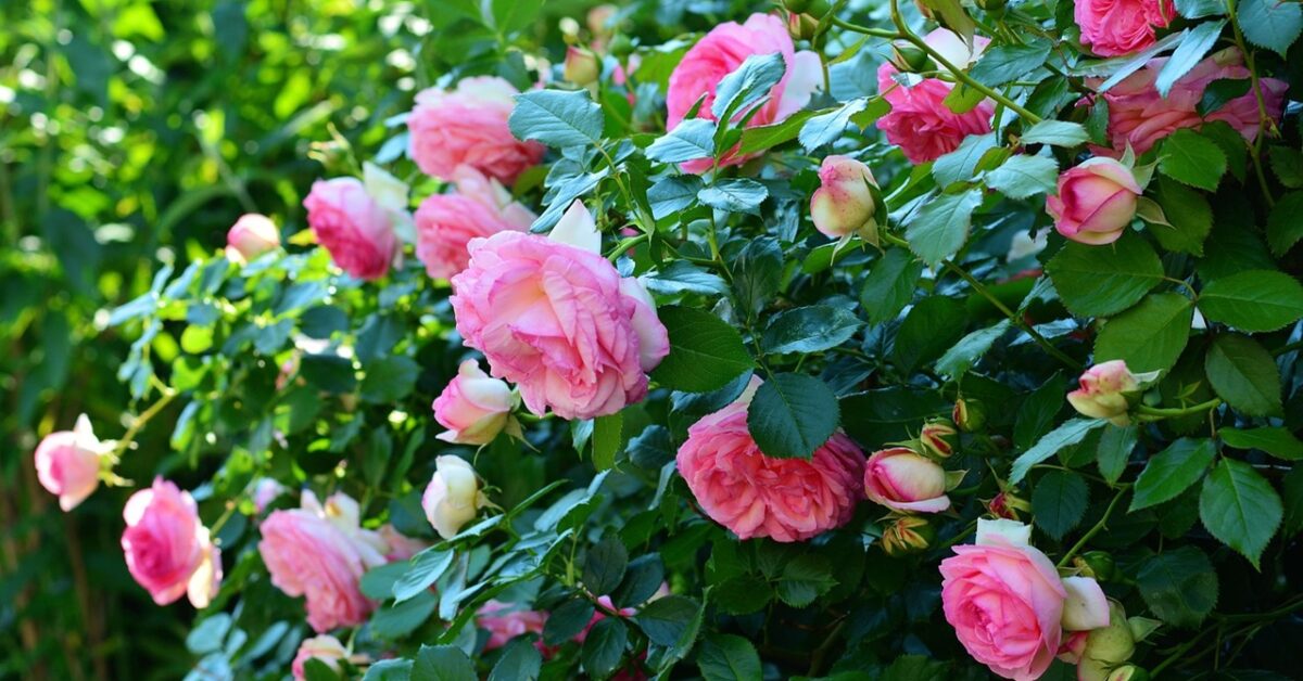 Come prendersi cura di un cespuglio di rose rampicanti