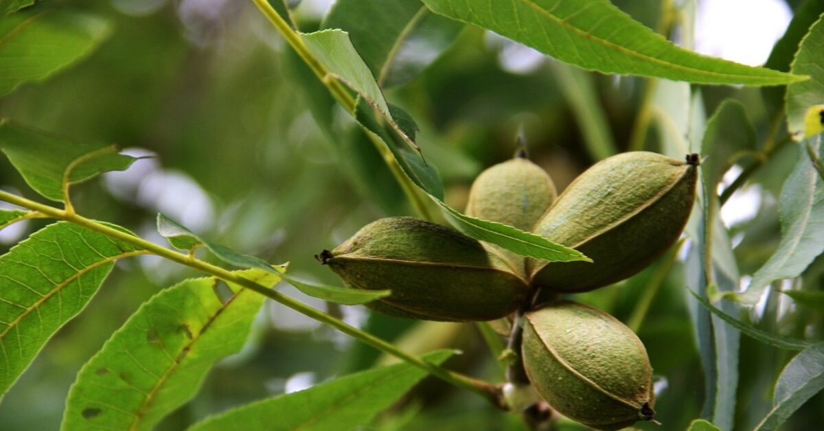 Albero di noce di pecan, tra curiosità e caratteristiche: scopriamo di ...