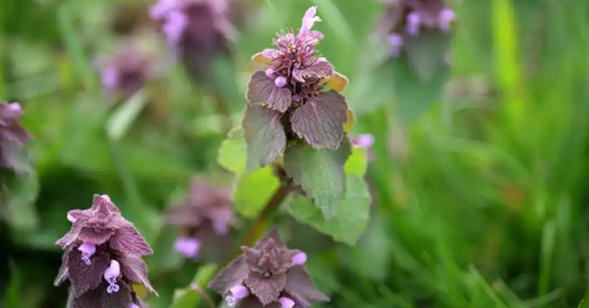 Ortica viola: una gemma di Madre Natura dal valore inestimabile
