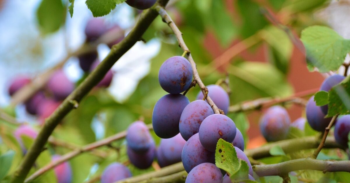 Albero di susino del Giappone: caratteristiche, cura e curiosità