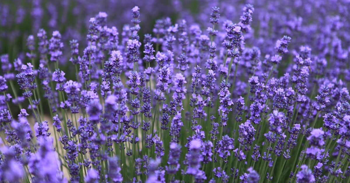 Guida pratica alla propagazione della lavanda tramite talea