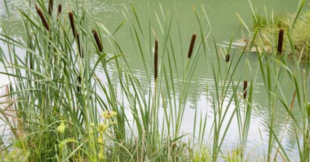 Il potenziale inesplorato della Typha: un alimento nutrizionale e di ...