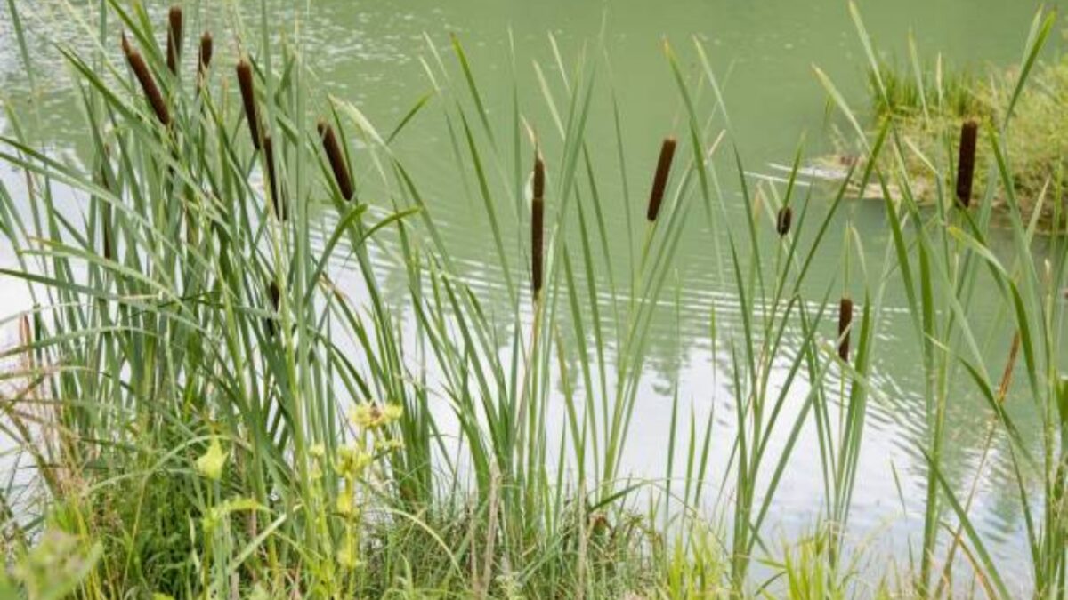 Questo è l'antidolorifico naturale più sicuro ed è gratuito: scopri ...