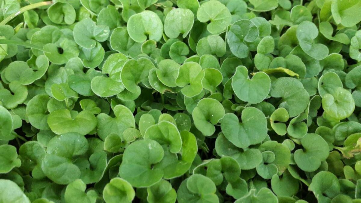 Dichondra repens: pro e contro di questa pianta ornamentale