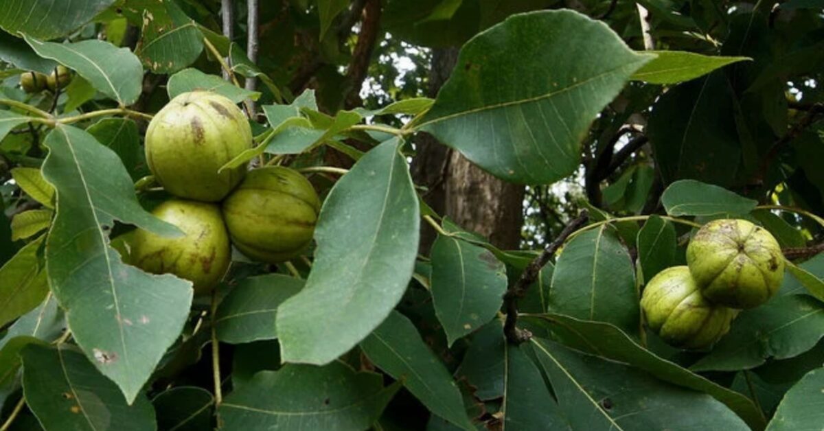 Noce o non noce - scopri l'albero che sembra un noce ma non lo è