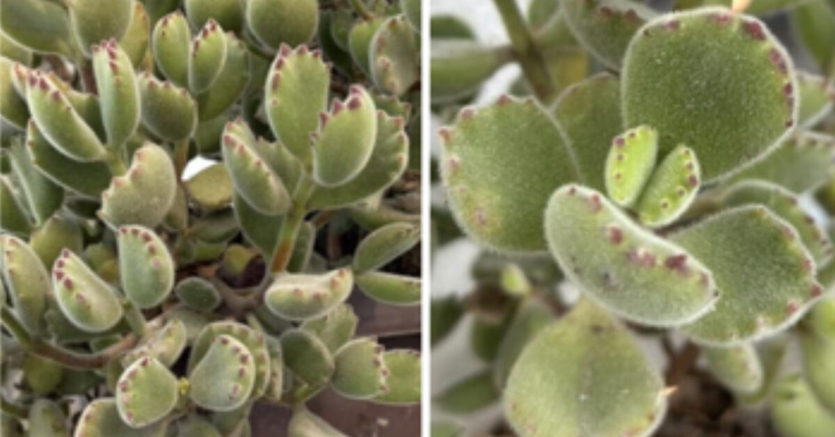 Zampe d’orso o Cotyledon Tormentosa: tutto quello che c’è da sapere su ...