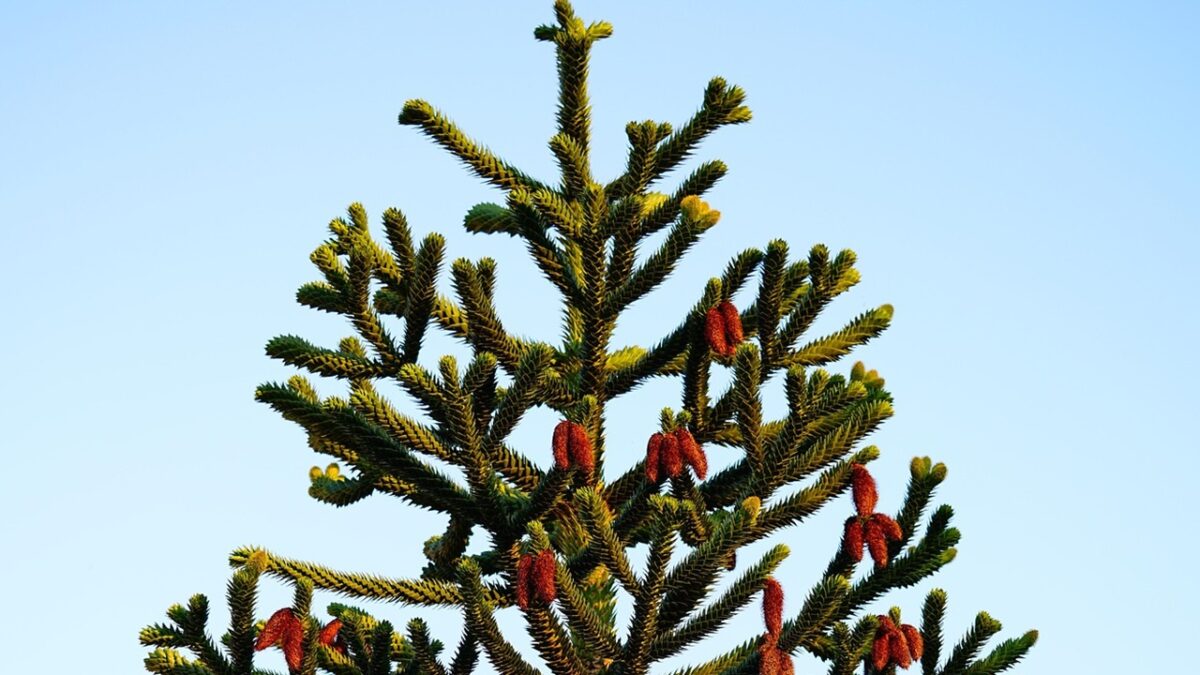 Giunchiglia: simbologia e caratteristiche di questo narciso particolare