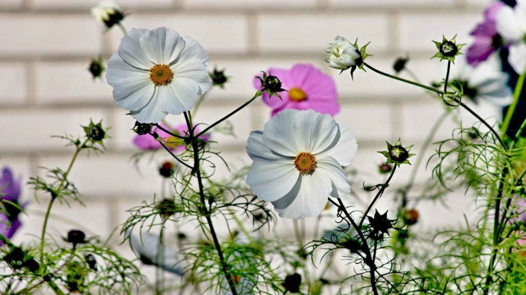 Leggende sull'acero: il simbolismo e significato di questa pianta maestosa