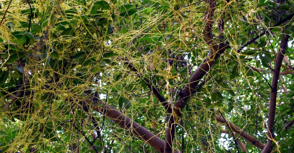 Cuscuta, vediamo chi ha paura della pianta vampiro o witch's hair