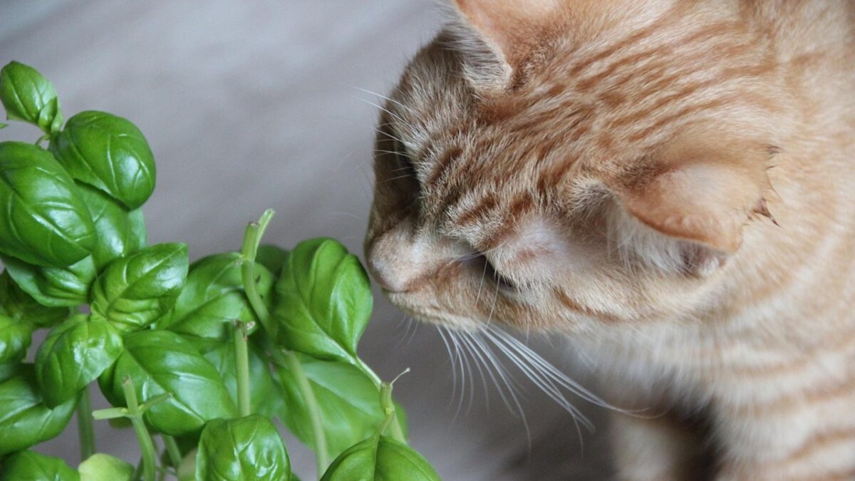 10 erbe spontanee commestibili che puoi raccogliere ed usare in cucina