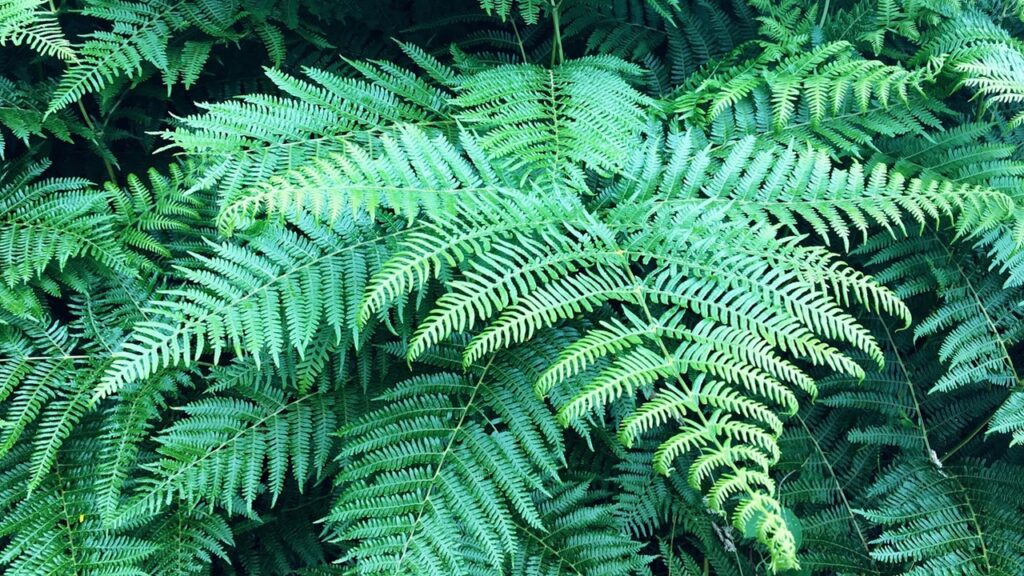 Pteridophyta: tutto quello che volevate sapere su queste piante