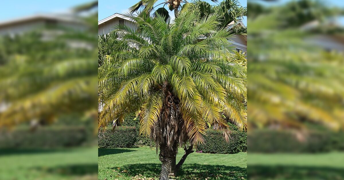 Phoenix roebelenii, trasforma il giardino in un'oasi con la palma nana