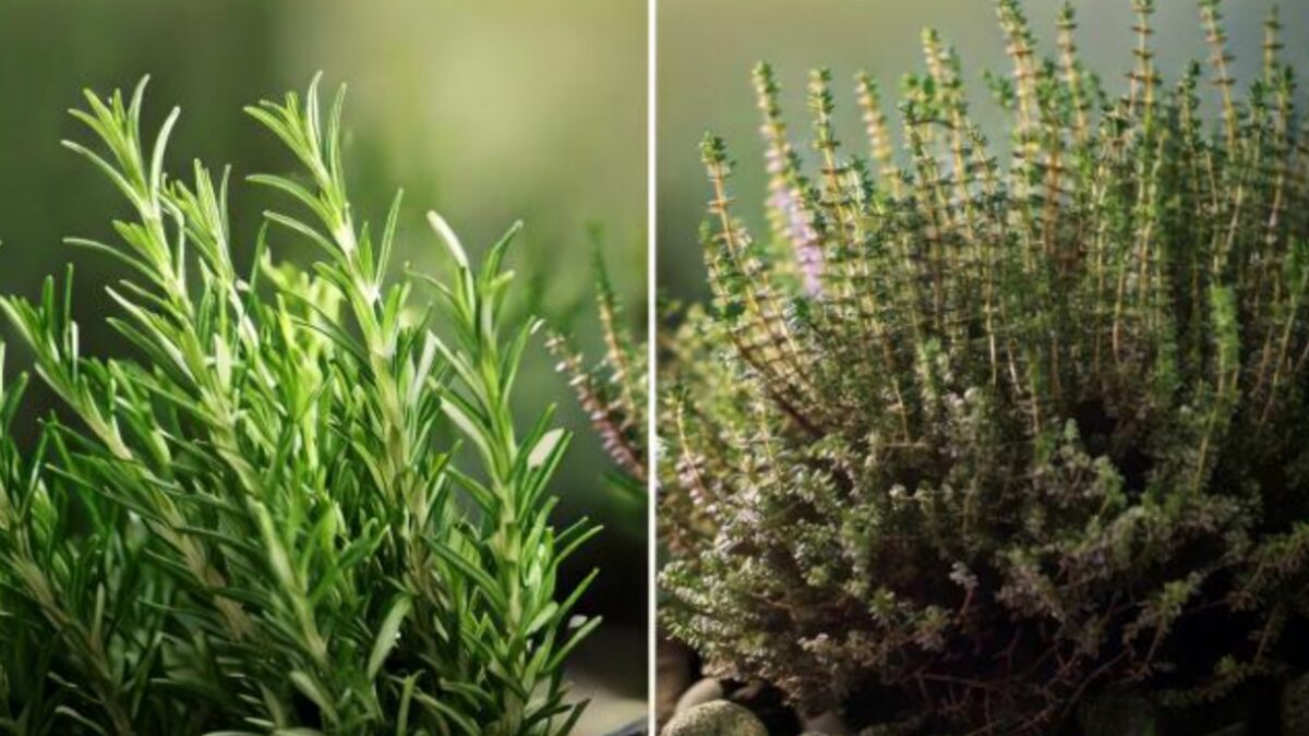 Piante che puoi coltivare insieme: le più comuni e perché dovresti farlo