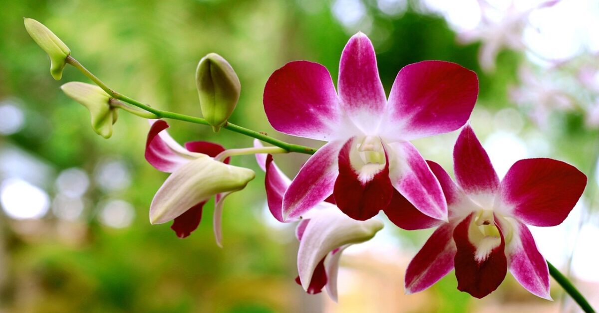 Chi ben comincia... Dove posizionare correttamente un'orchidea