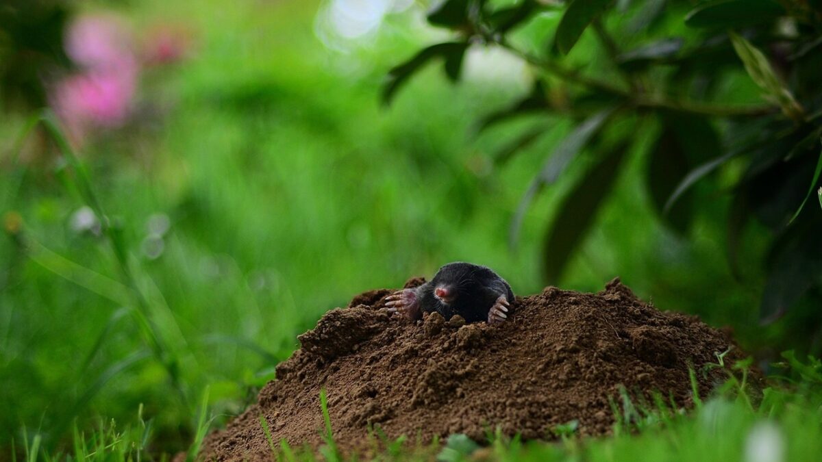 Come tenere le talpe lontane dal giardino: il trucco che pochi conoscono