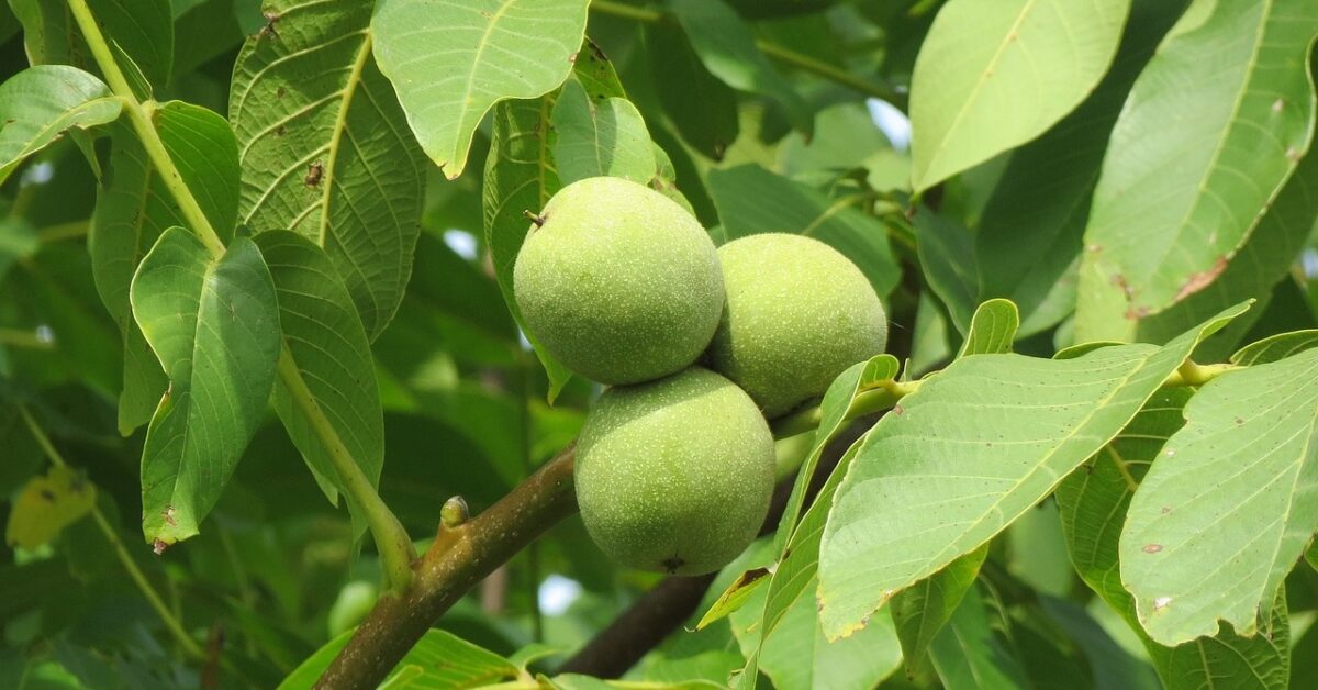 Coltivare un noce in giardino: consigli pratici per un albero forte e ...