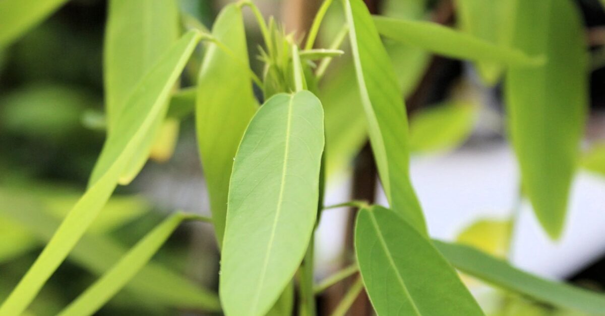 Desmodium Gyrans: il mistero della pianta che si muove