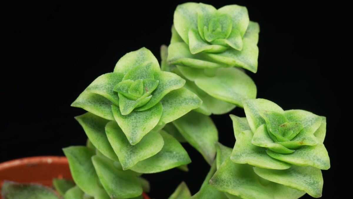 Come coltivare e prendersi cura di una pianta di Tradescantia Nanouk