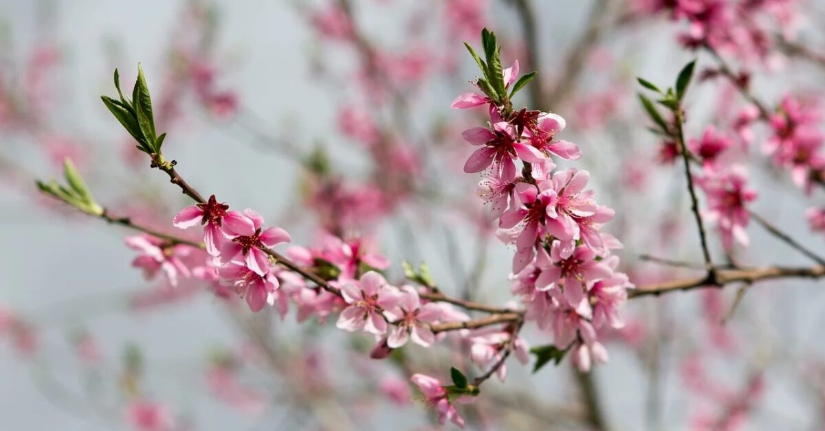 Potatura del pesco: il segreto per un raccolto abbondante