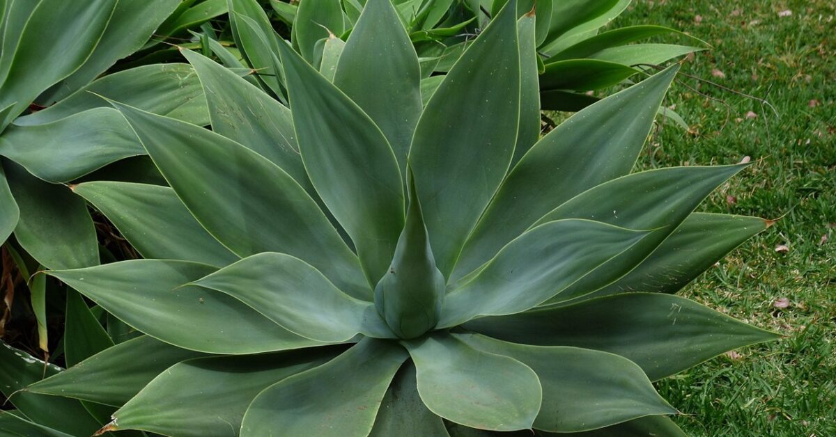 Agave attenuata, l'agave cigno per chi non ama le spine