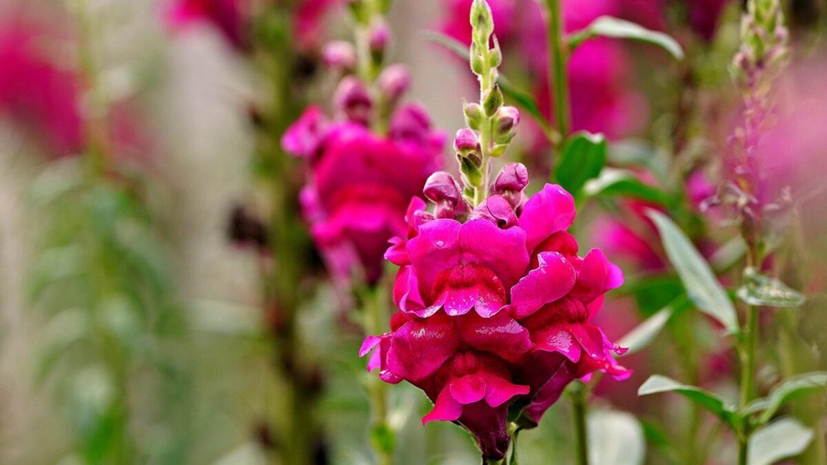 I colori delle orchidee: un significato diverso per ogni tonalità