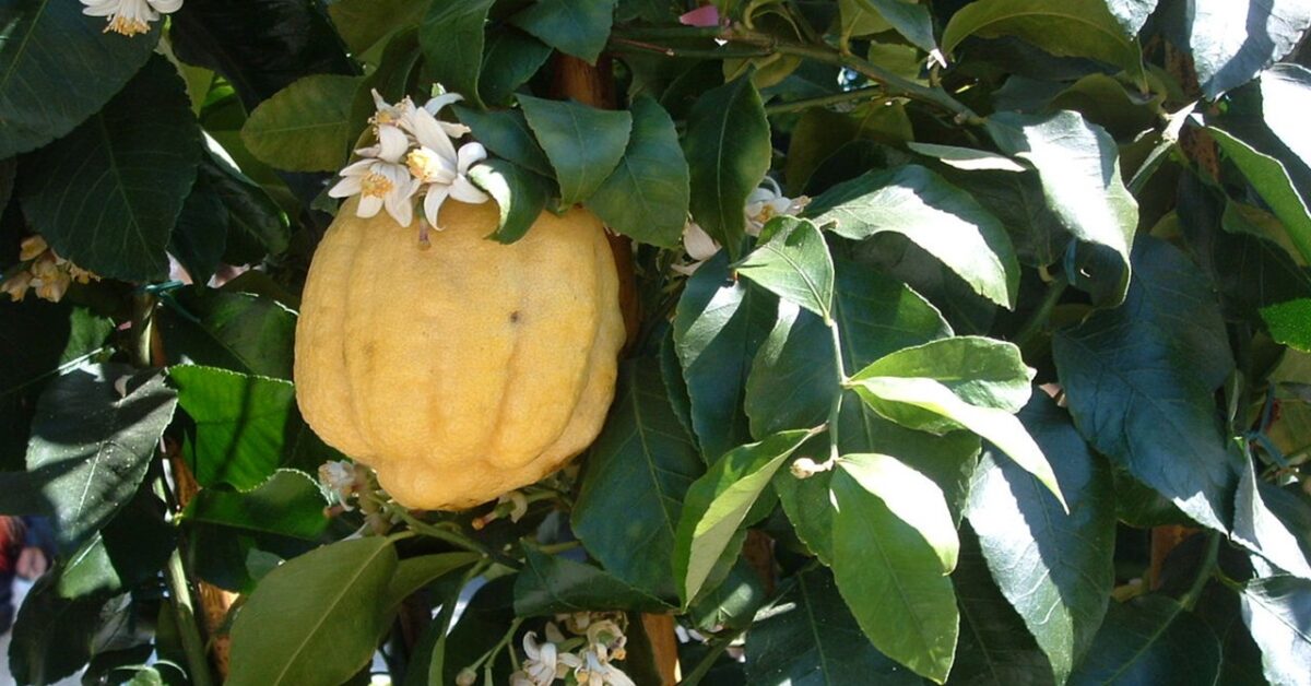 Come coltivare il cedro con successo (anche in vaso)