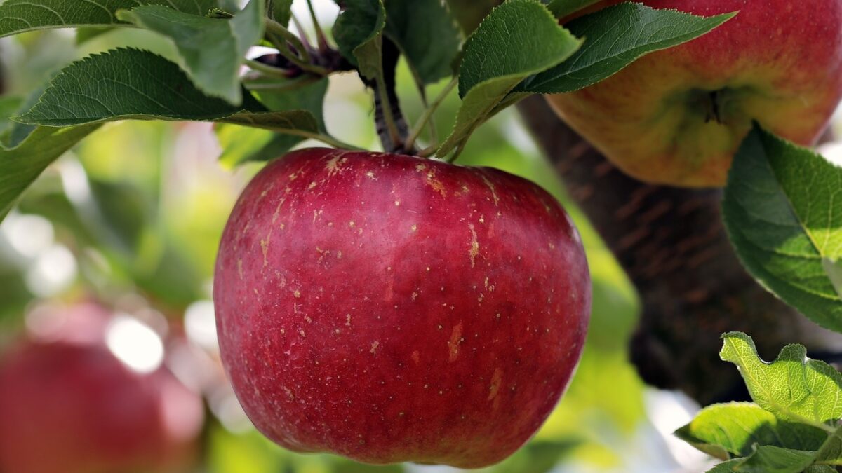 Mela Fuji: tutto ciò che devi sapere su questo frutto