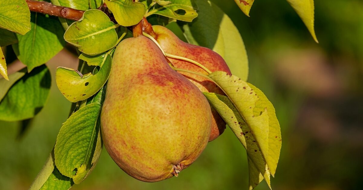 Pera coscia: tutto ciò che c'è da sapere su questa varietà