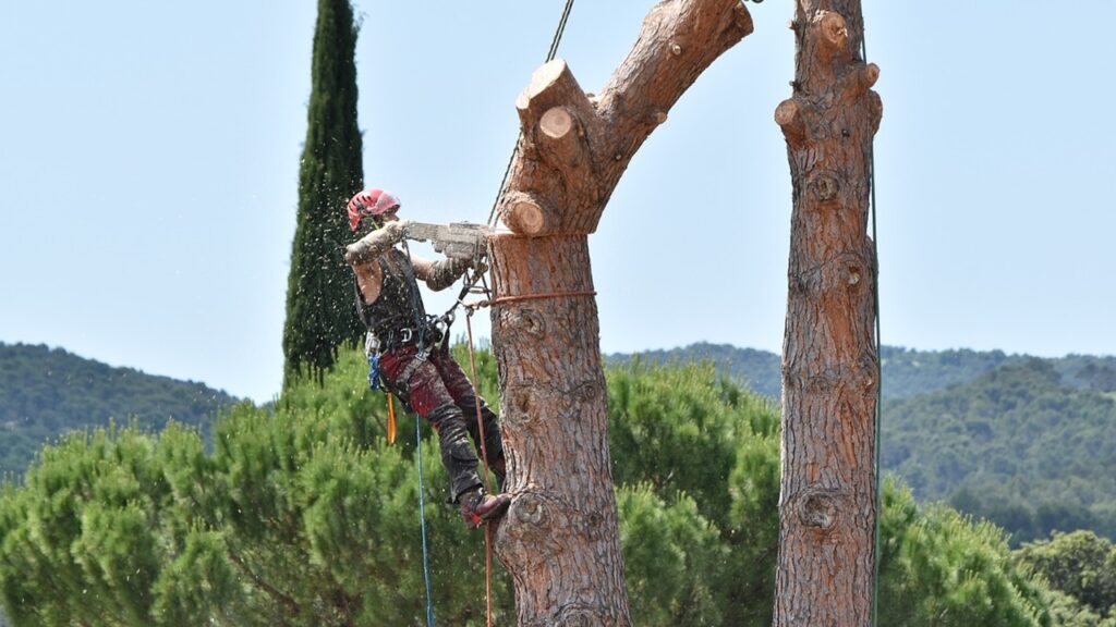 Giunchiglia: simbologia e caratteristiche di questo narciso particolare