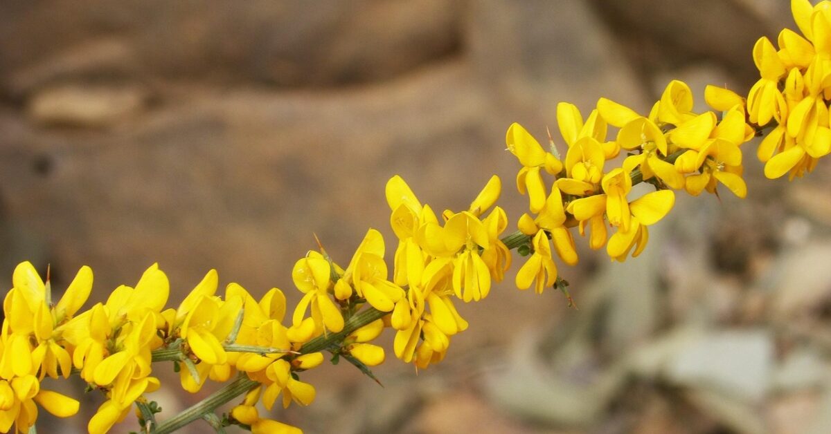 Aliaga: la pianta resistente perfetta per un giardino ecologico e duraturo