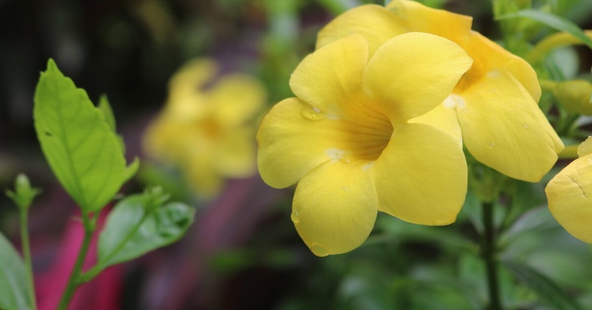 Tutto sulla Allamanda: la pianta rampicante che cresce facile e veloce