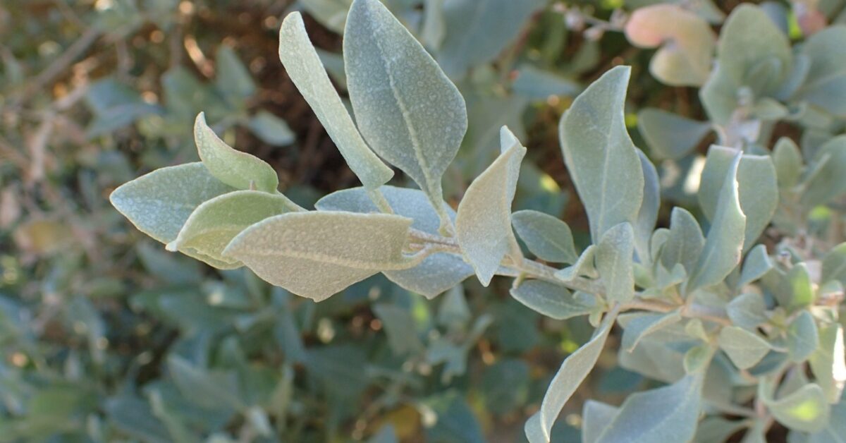 Atriplex halimus: l’arbusto che cresce in condizioni estreme
