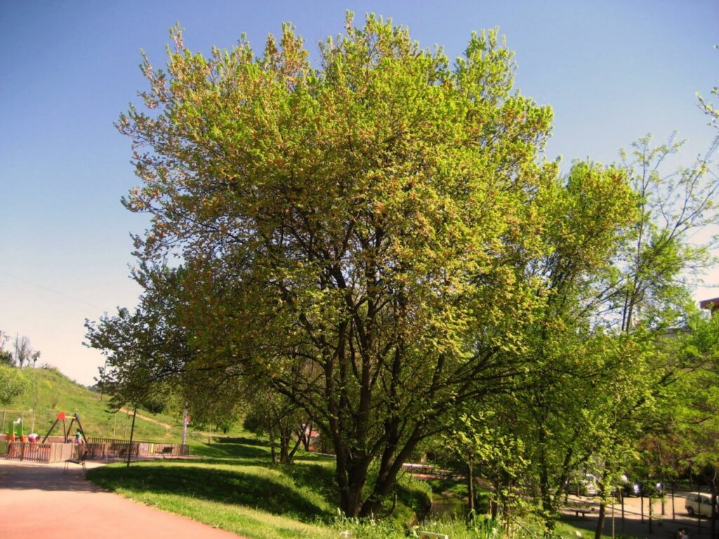 Olmo: caratteristiche, usi e perché sceglierlo per il tuo giardino
