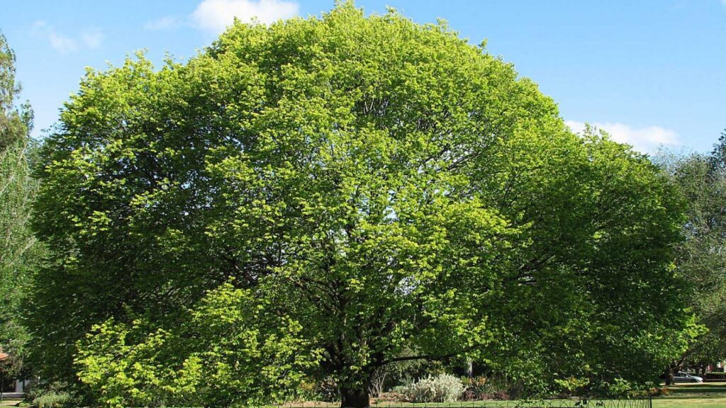 Olmo: caratteristiche, usi e perché sceglierlo per il tuo giardino