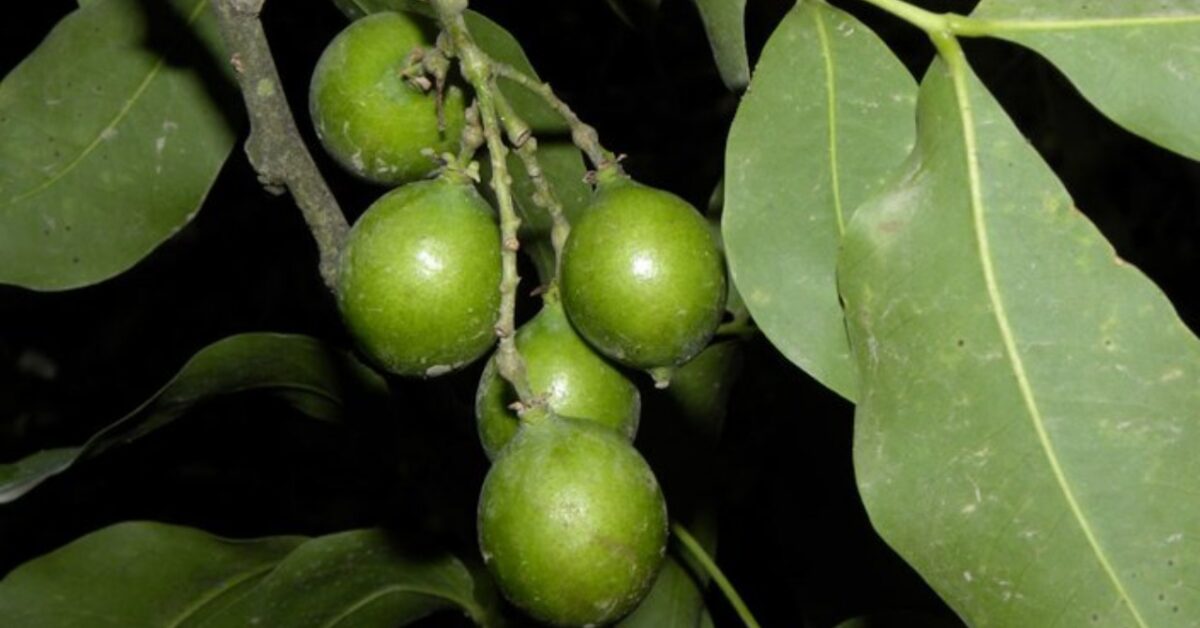 Quenepa: l’albero tropicale dai frutti gustosi e dalle mille proprietà