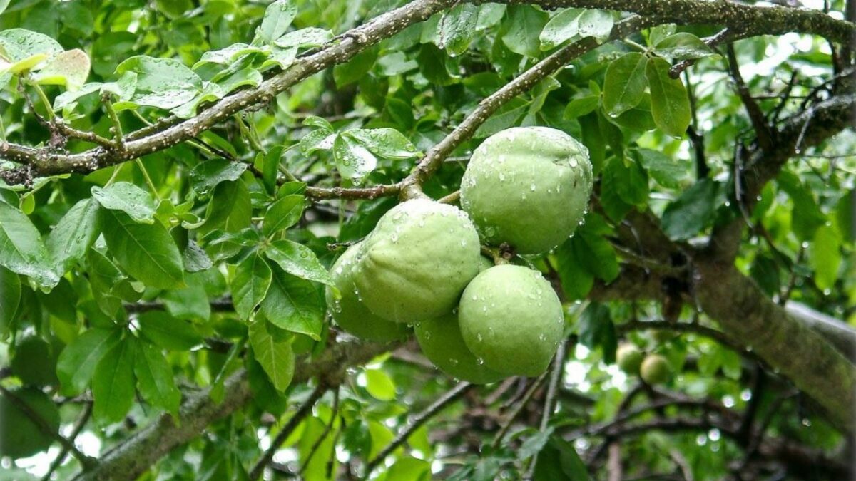 Pera coscia: tutto ciò che c'è da sapere su questa varietà