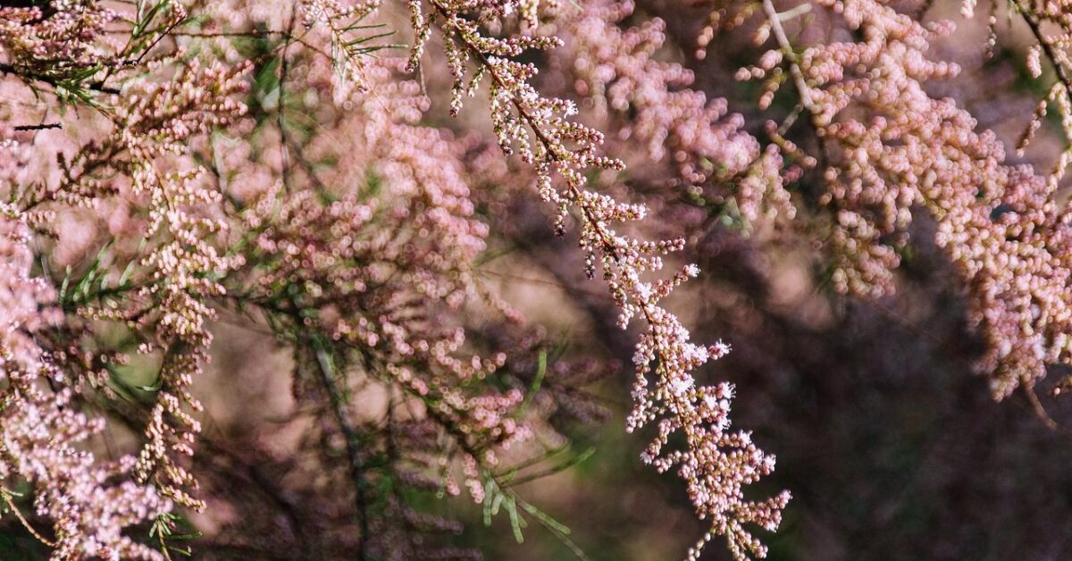 Tamerice: proprietà, cura e utilizzi di un albero affascinante