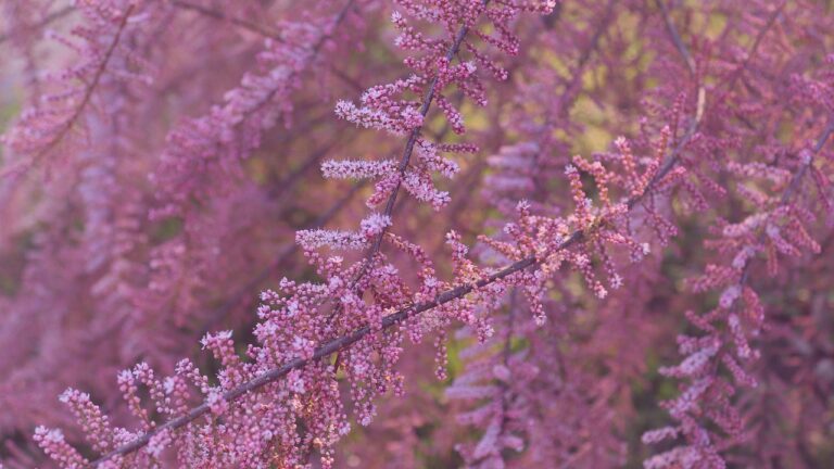 Tamerice: proprietà, cura e utilizzi di un albero affascinante